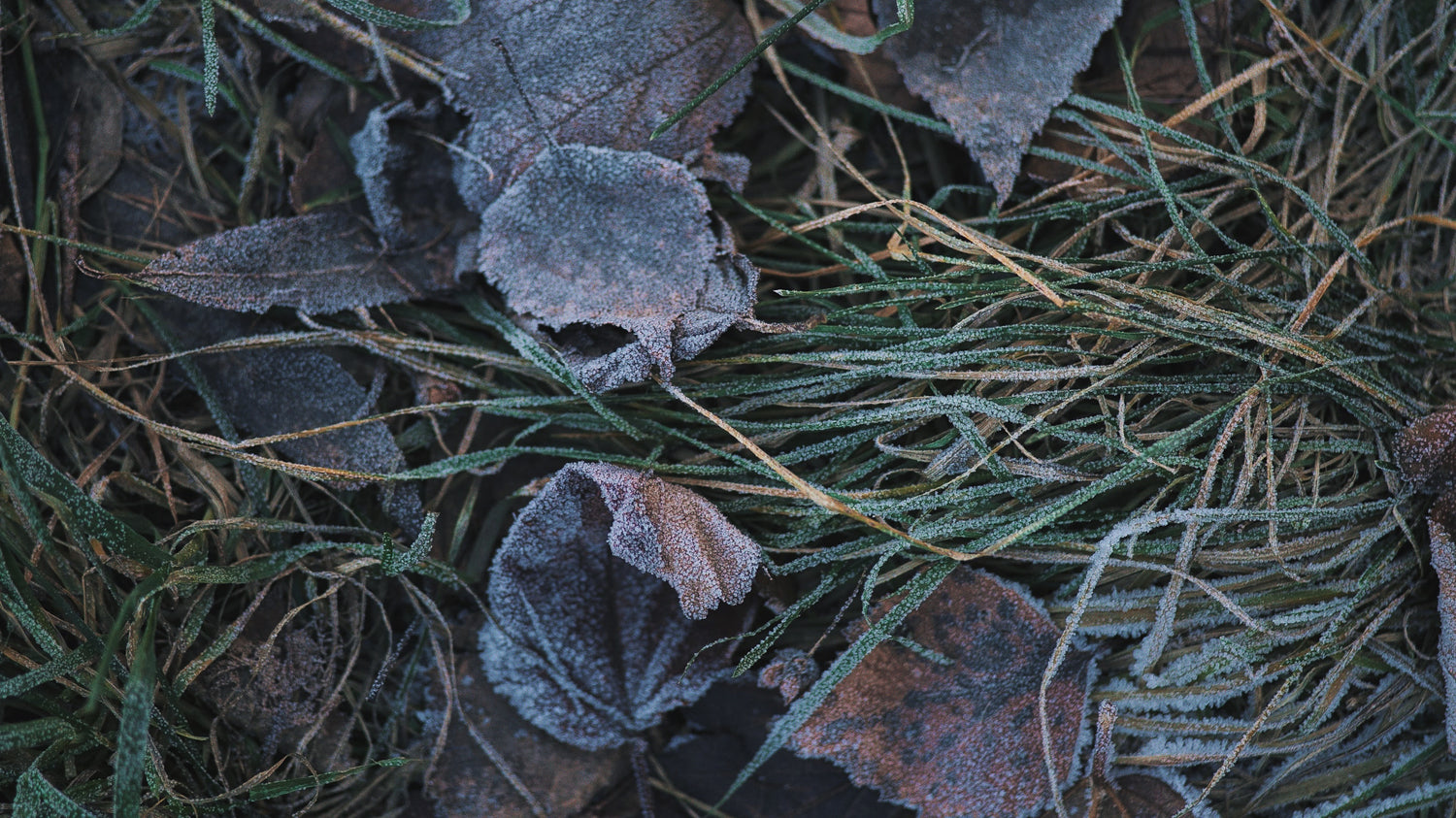 Navigating the Mourning Moon in Gemini: Finding Release and Relief ...