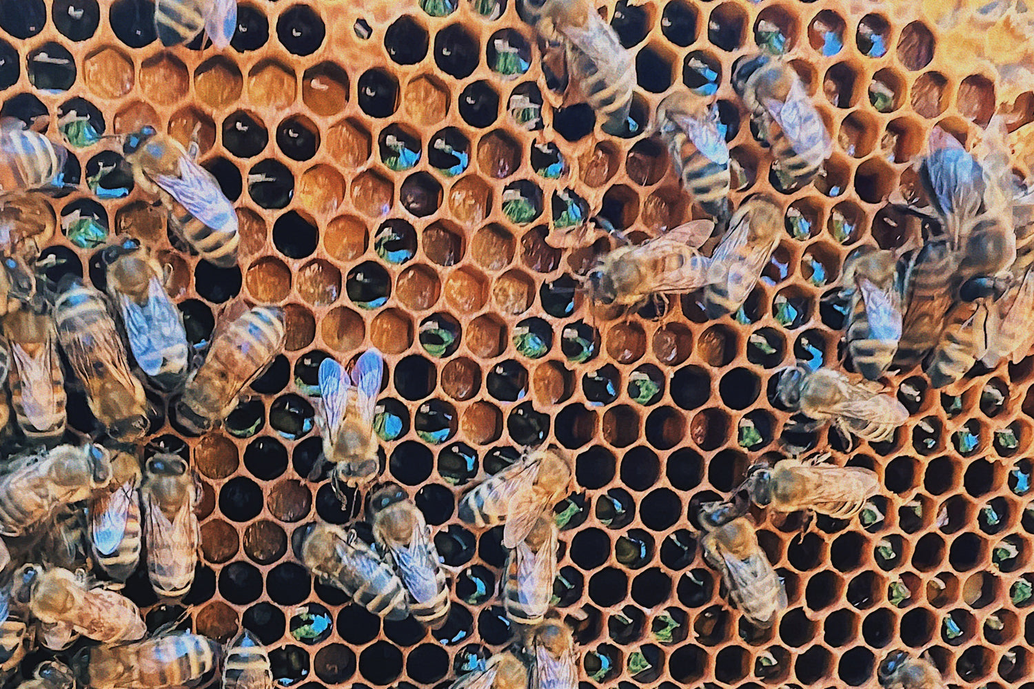 Nature's Witchy Elixir: Honey and its Magical Applications in Witchcra ...